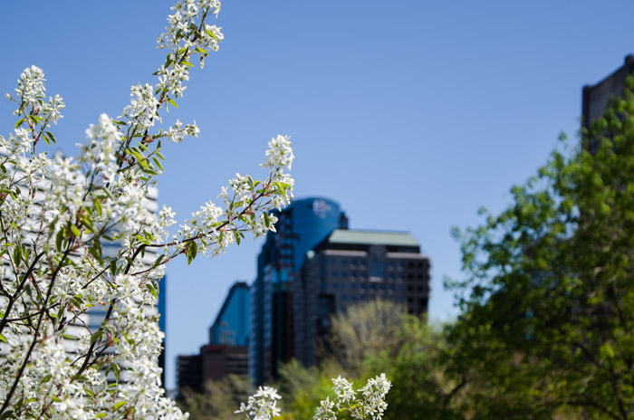 Photo du jour: Spring is here - Spacing Montreal | Spacing Montreal
