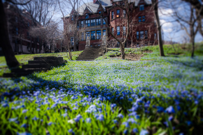 Photo du jour: Bluebells at Lady Meredith House - Spacing Montreal ...