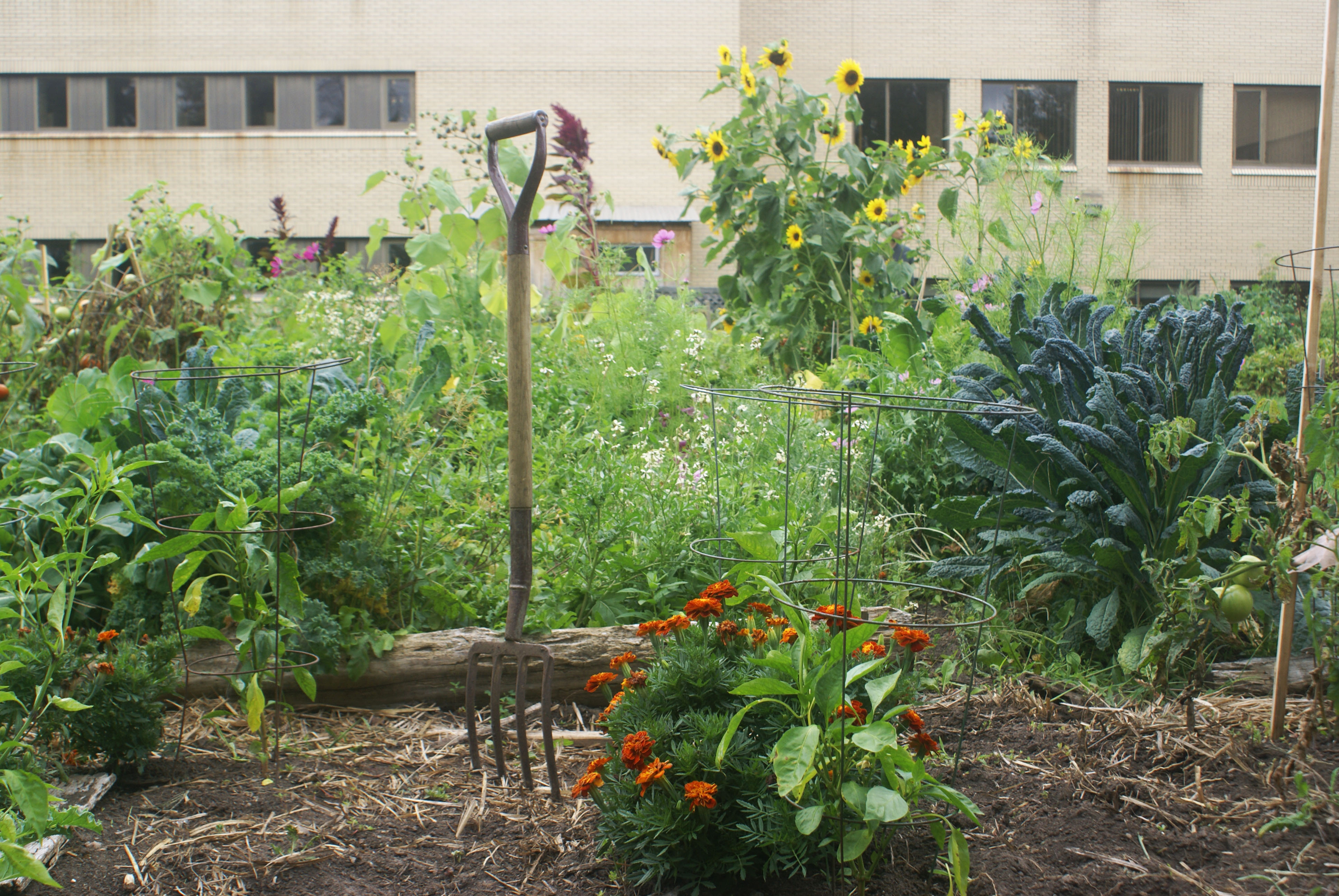 Communities that grow together: Ottawa's Community Gardens - Spacing ...