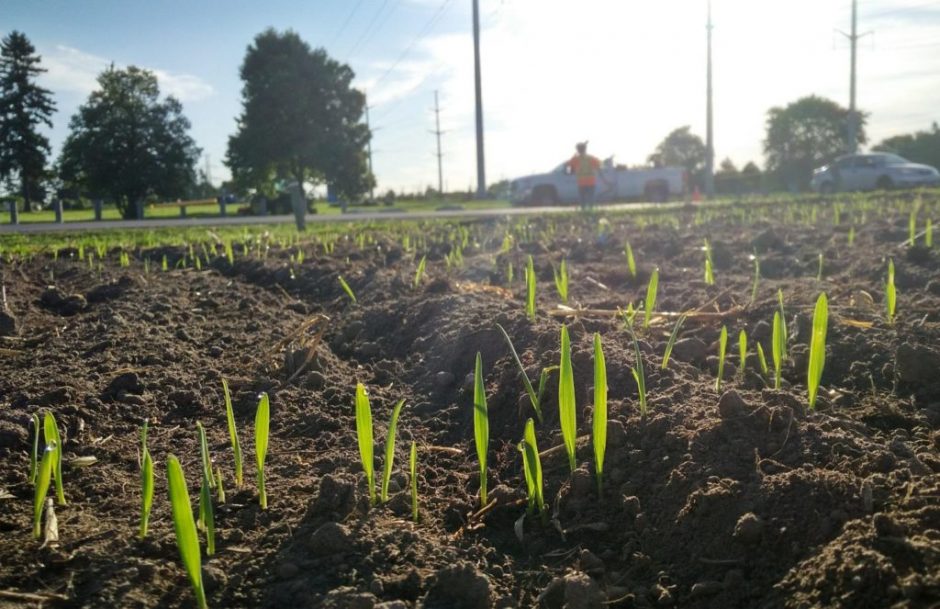 The Meadoway: Realizing the power of connectivity - Spacing Toronto ...