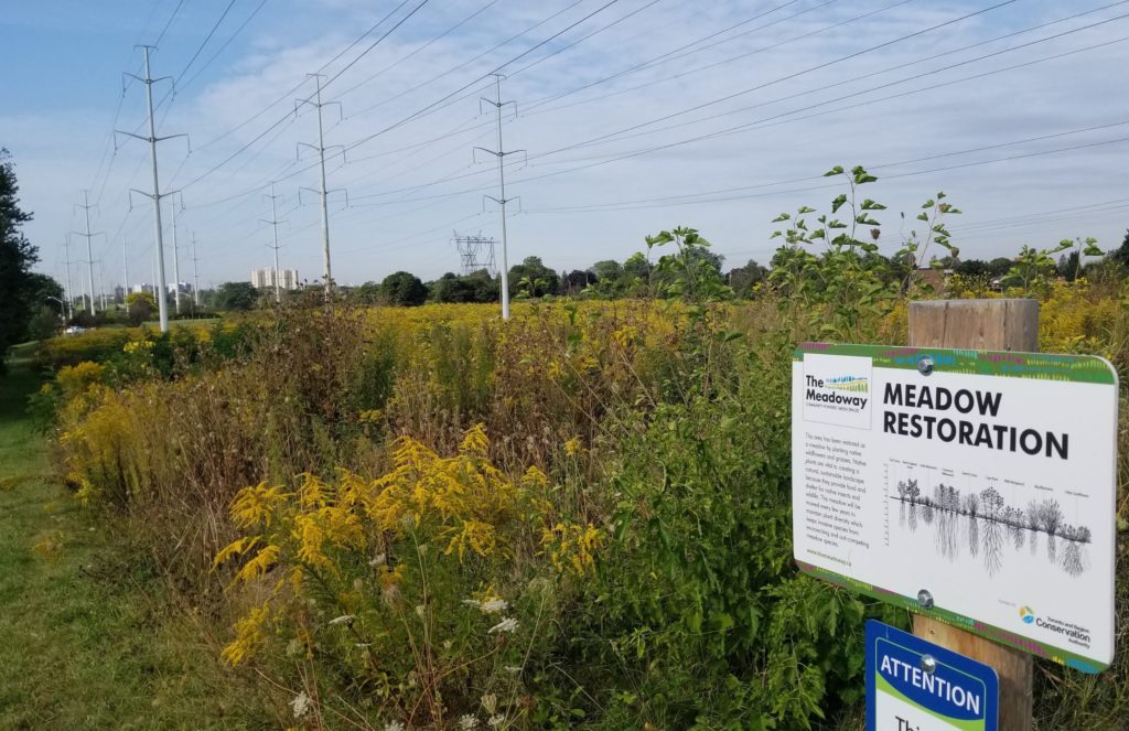 The Meadoway: Realizing the power of connectivity - Spacing Toronto ...